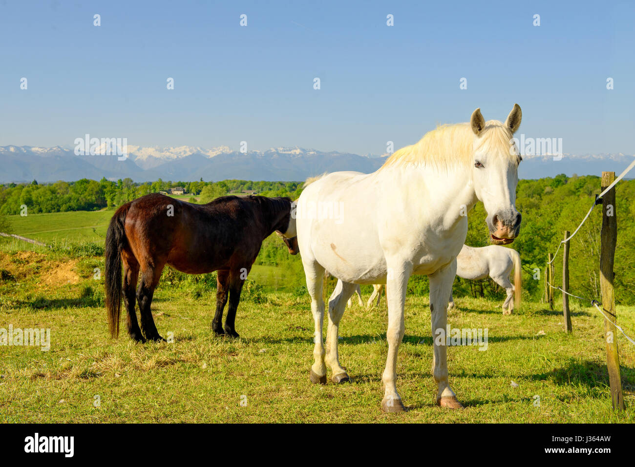 Horses in the meadow, the Pyrenees mountains in background Stock Photo ...