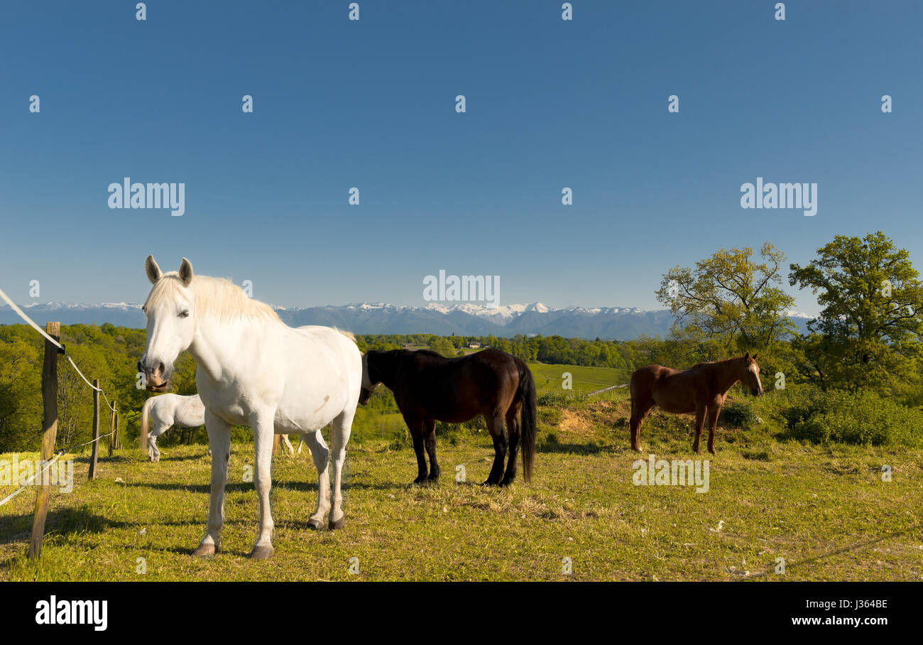 Horses in the meadow, the Pyrenees mountains in background Stock Photo ...