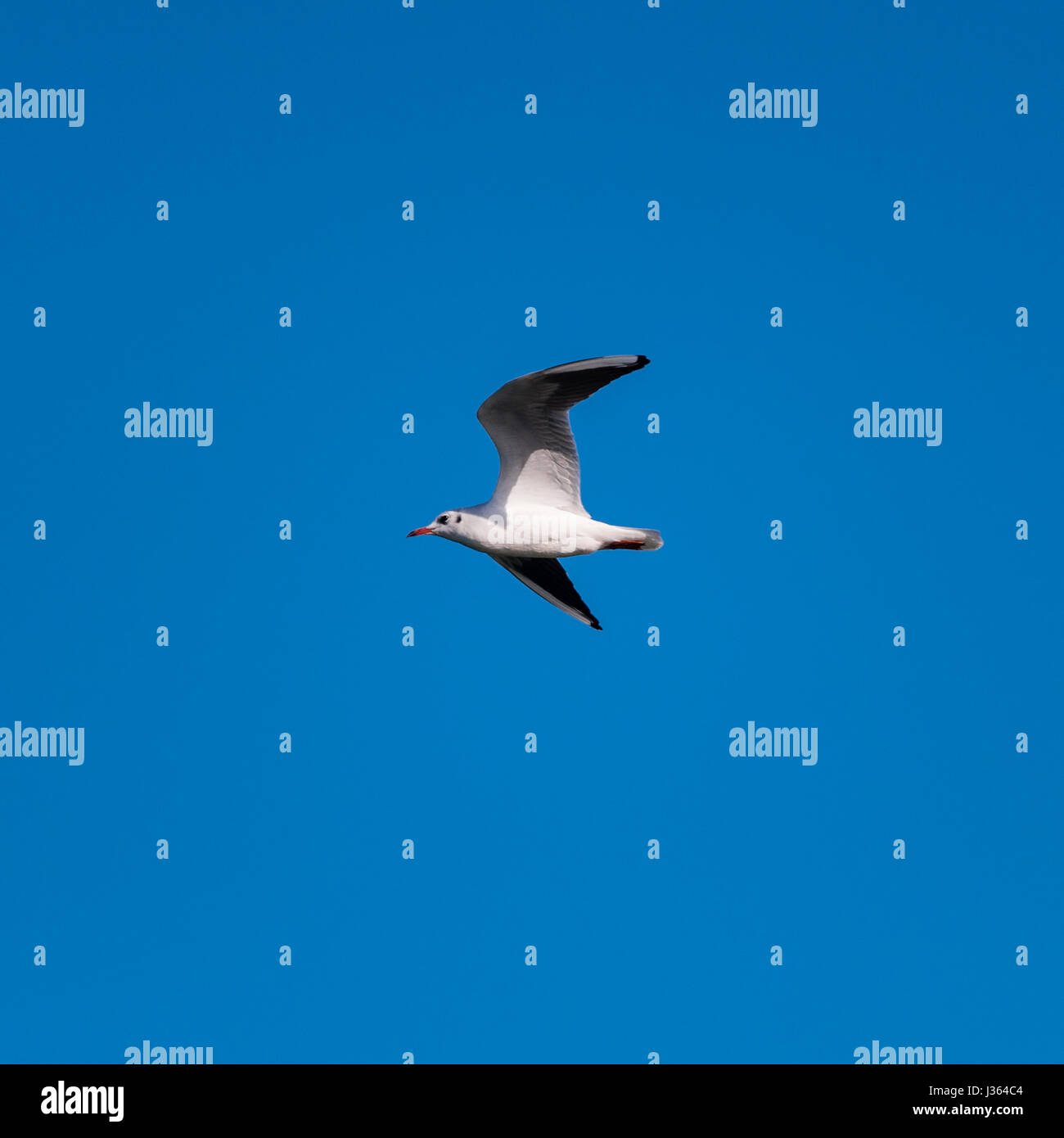 A seagull sea gull in flight in the Uk Stock Photo - Alamy