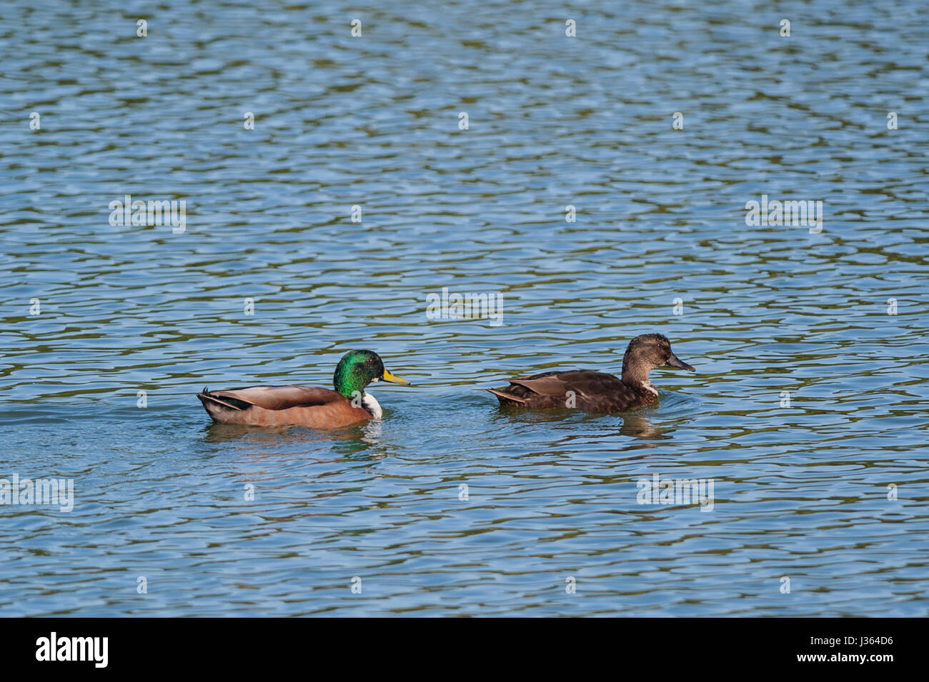 2 ducks on a pond in the uk Stock Photo - Alamy
