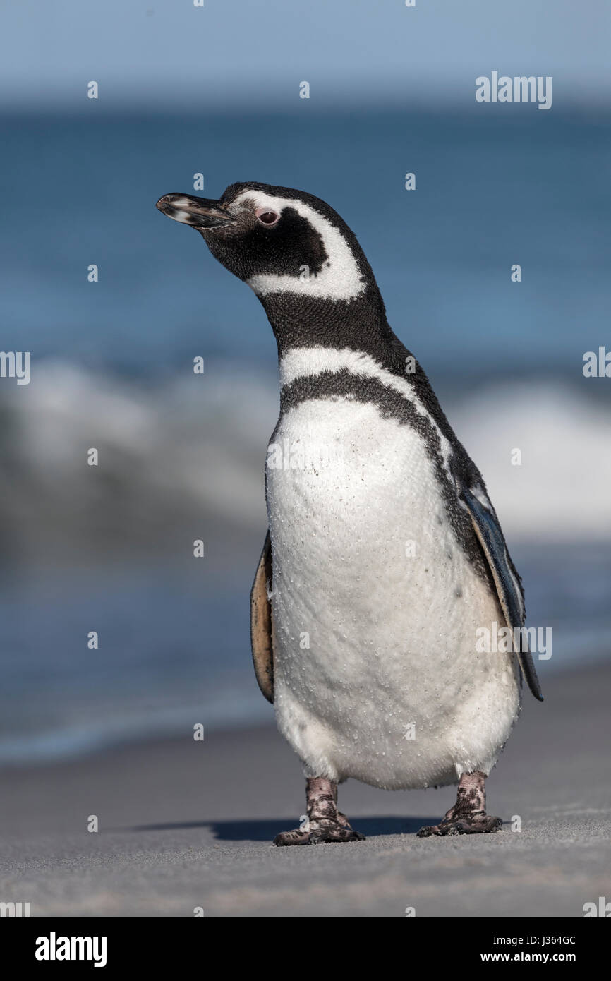 Black white wet penguin hi-res stock photography and images - Alamy