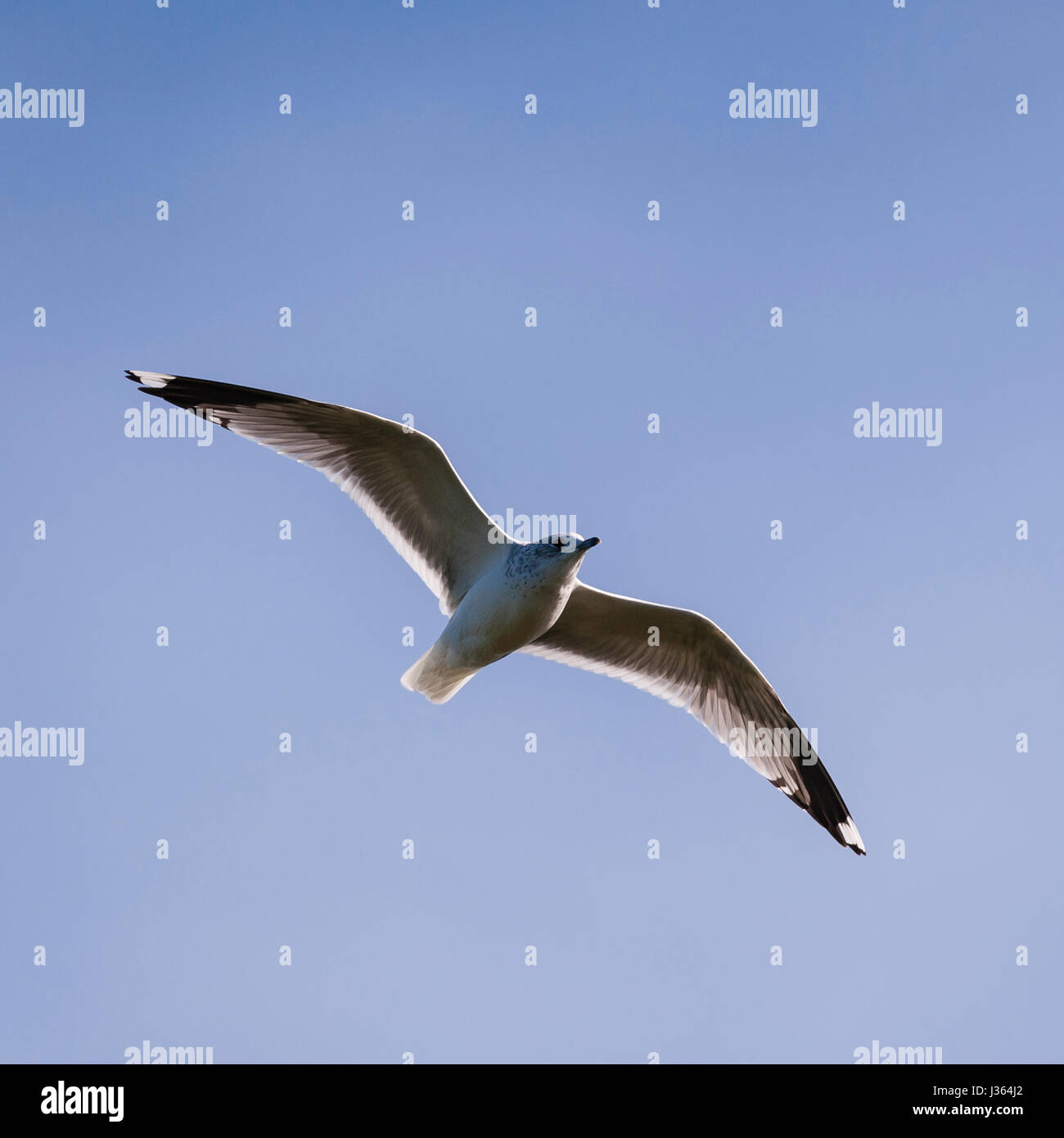 English sea birds hi-res stock photography and images - Alamy