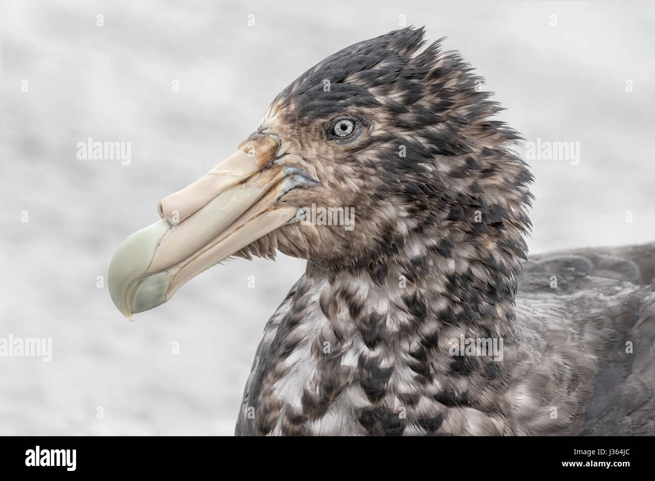 Southern Giant Petrel Stock Photo - Alamy