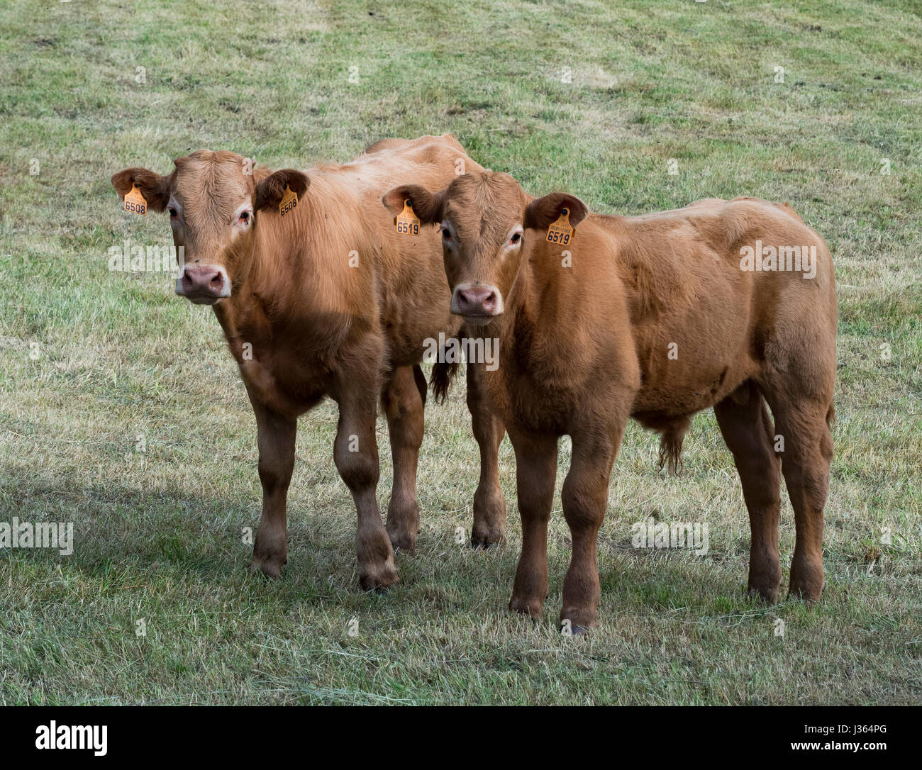 Cross breeded hi-res stock photography and images - Alamy