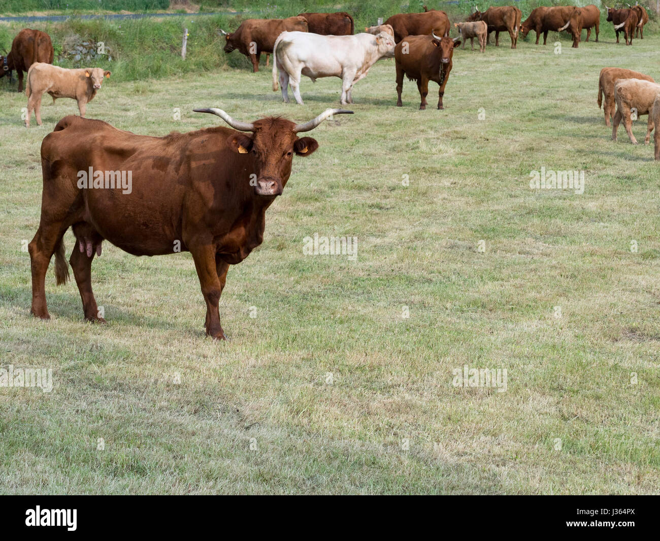 Herd of Salers cows with a Charolais bull Stock Photo - Alamy