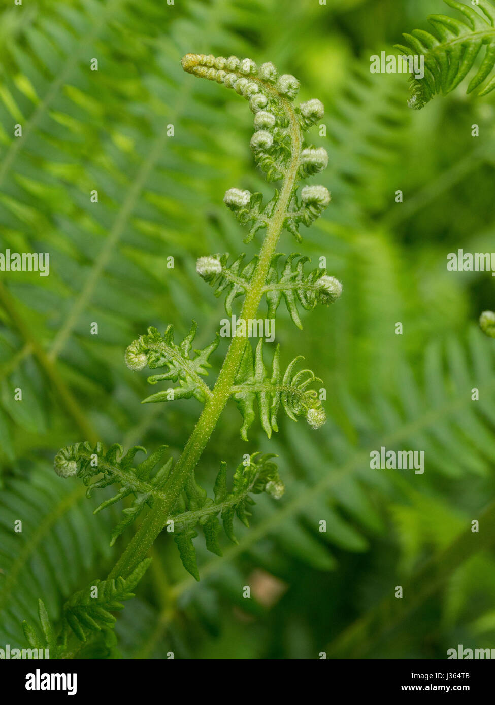 Fern shoots hi-res stock photography and images - Alamy