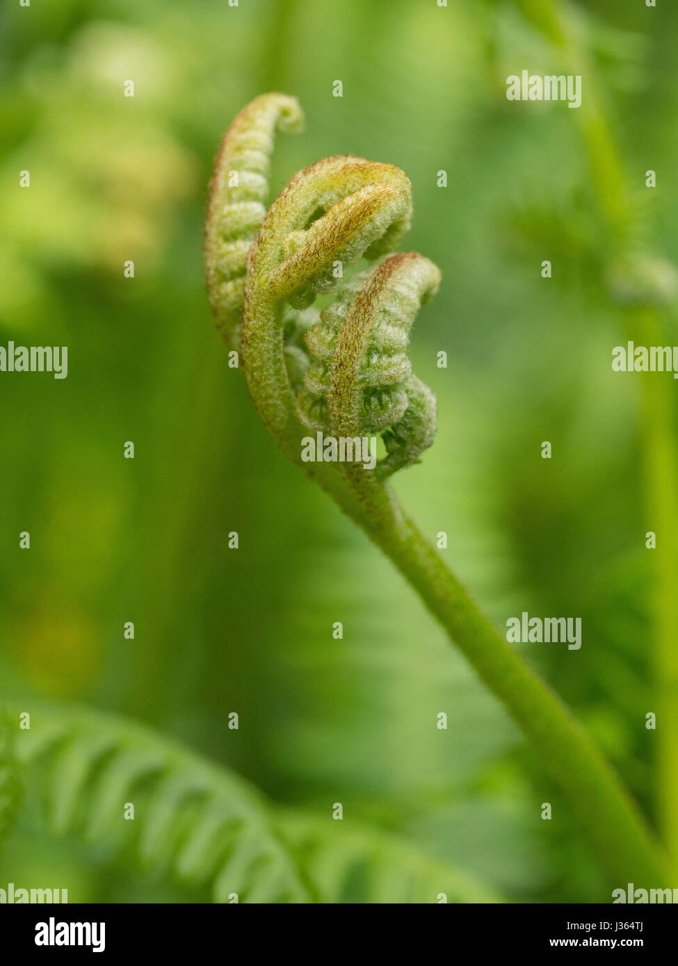 Young fern shoots hi-res stock photography and images - Alamy