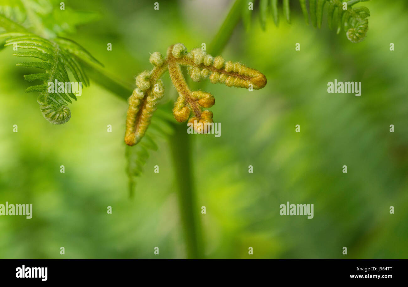 Fern shoots hi-res stock photography and images - Alamy