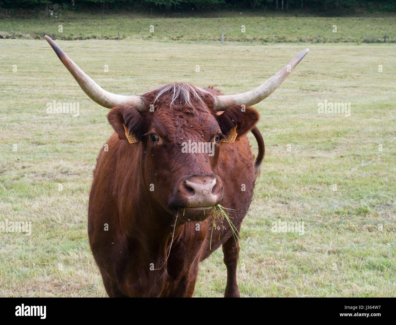 Salers Cattle High Resolution Stock Photography and Images - Alamy