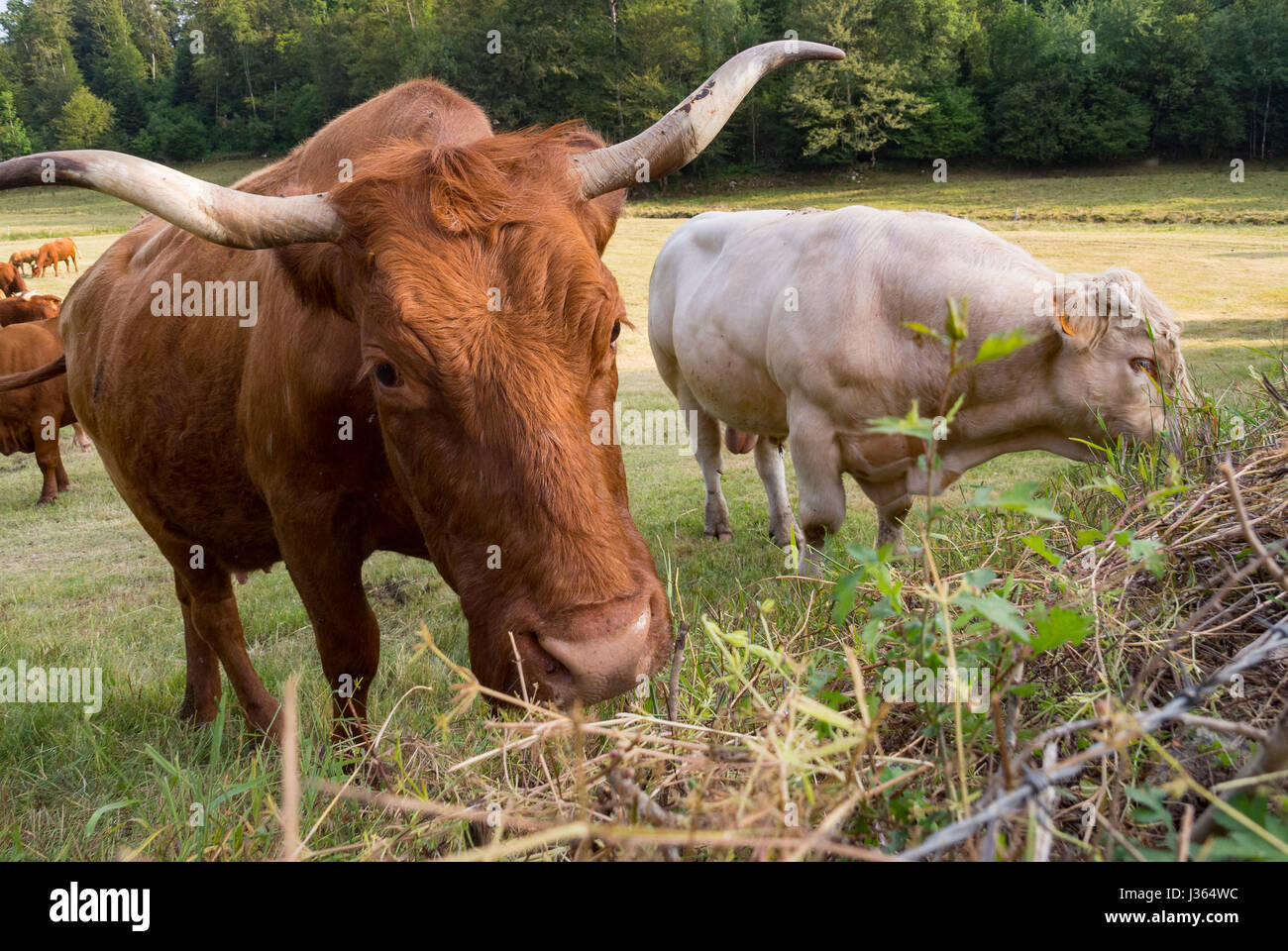 Salers cow hi-res stock photography and images - Alamy