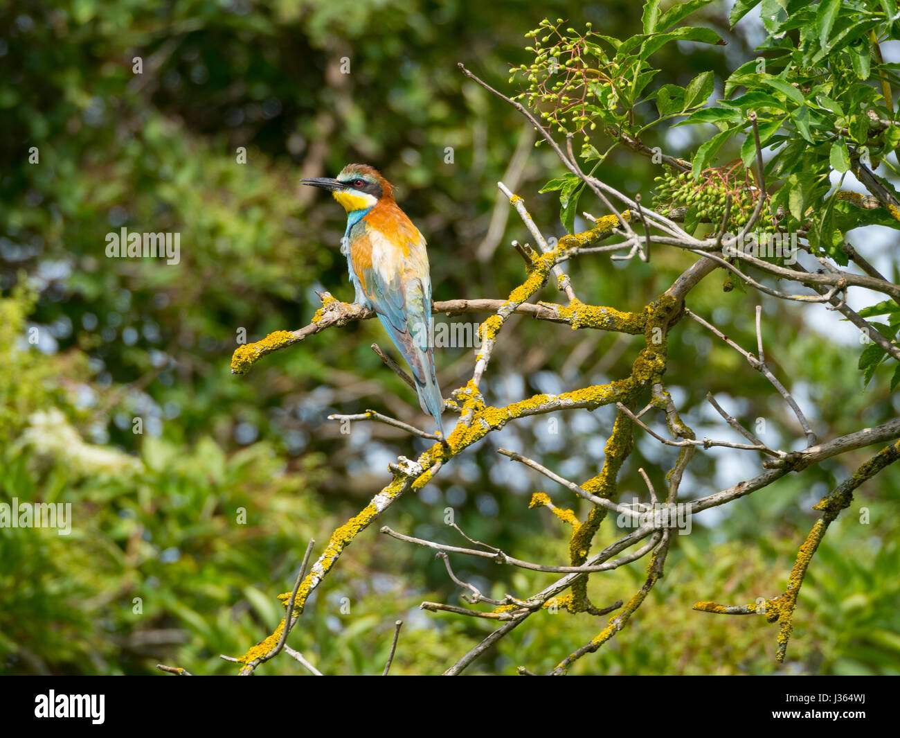 Meropidae meropides hi-res stock photography and images - Alamy