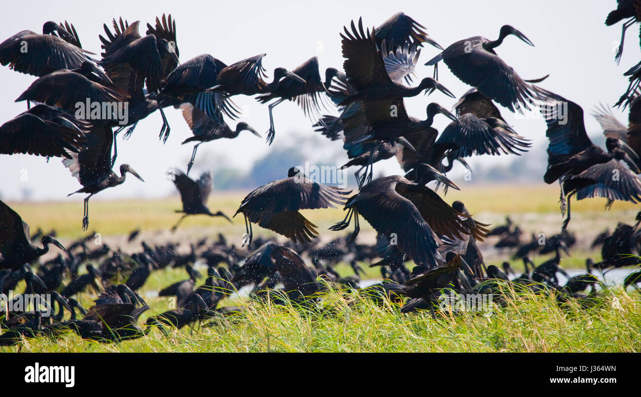 Flock of Open-billed Storks on the ground and in flight. Kafue National ...