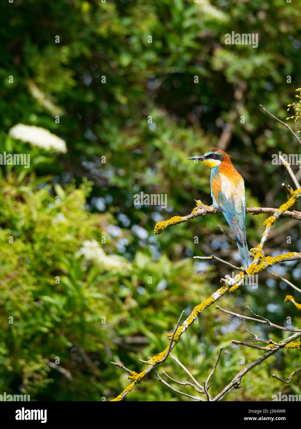 Merops apiaster perched Stock Photo - Alamy