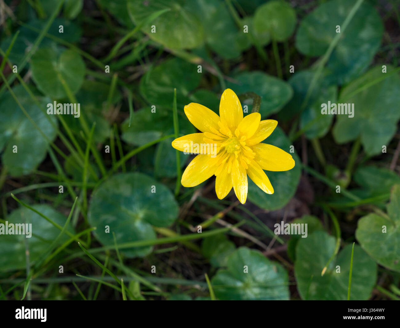 Ficaria verna ( lesser celandine or pilewort Stock Photo - Alamy