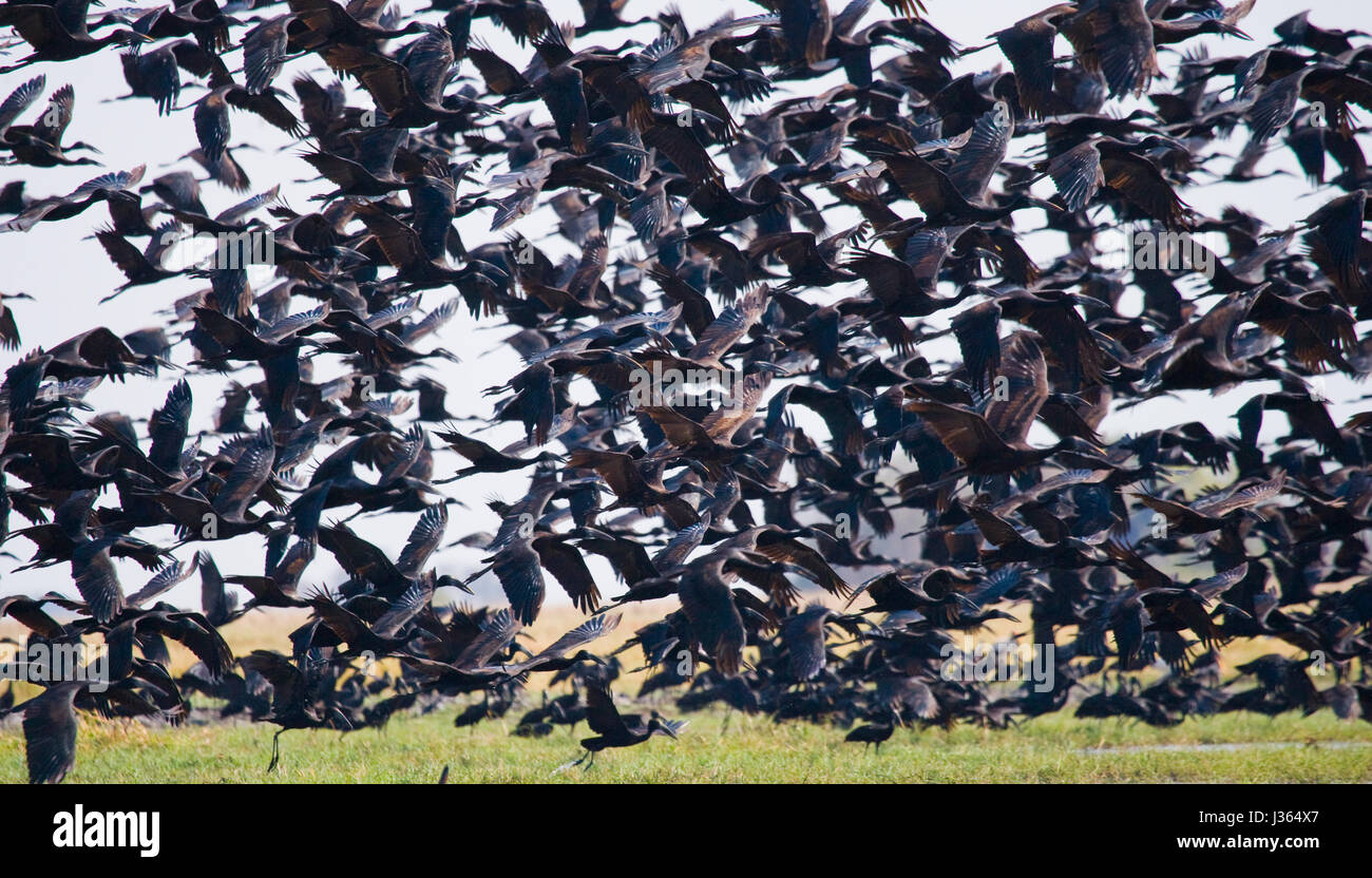 Huge flock of African Open-billed Storks in flight. Kafue National Park ...