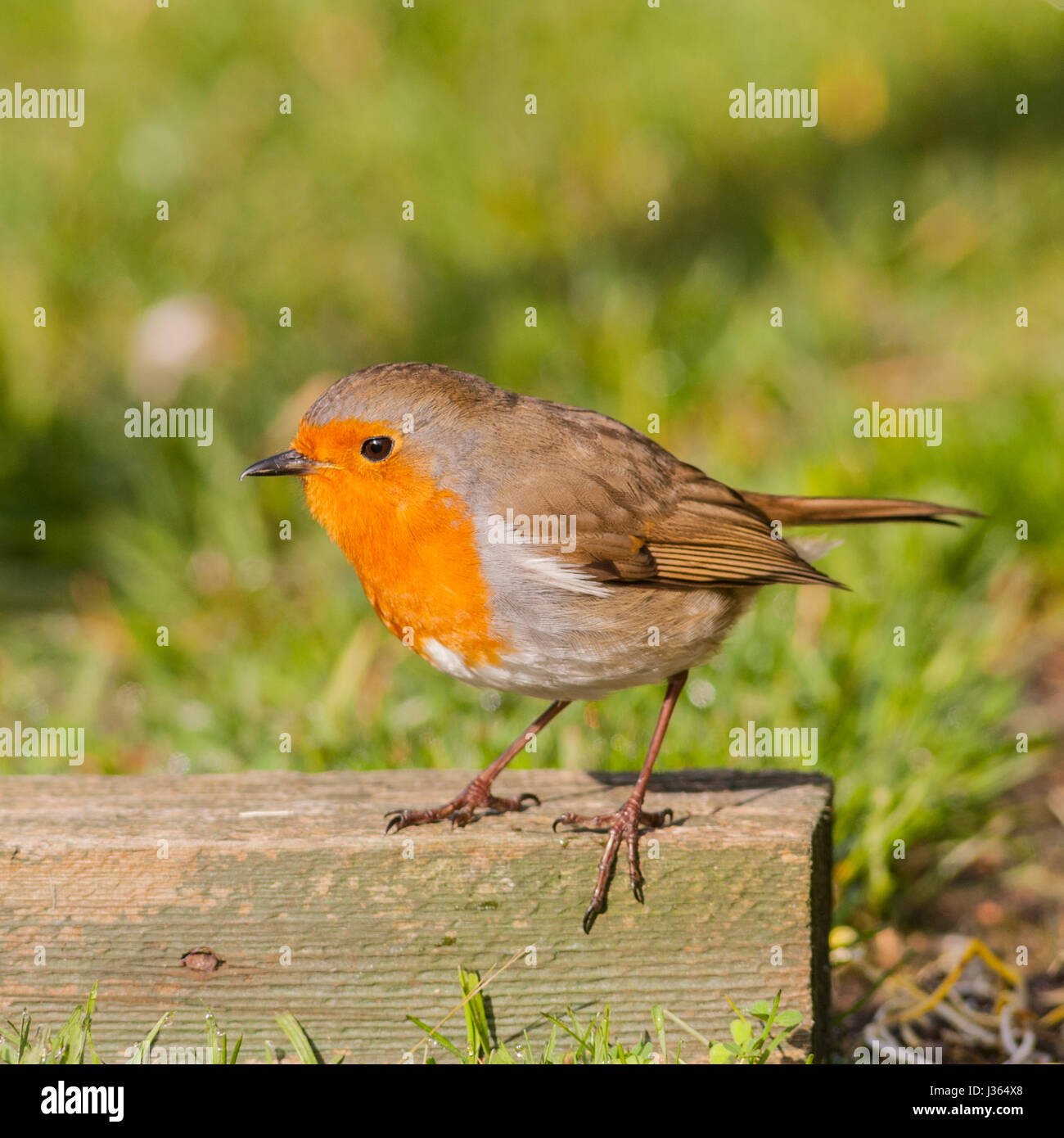 A Robin on a bird table (Erithacus rubecula) in the uk Stock Photo - Alamy
