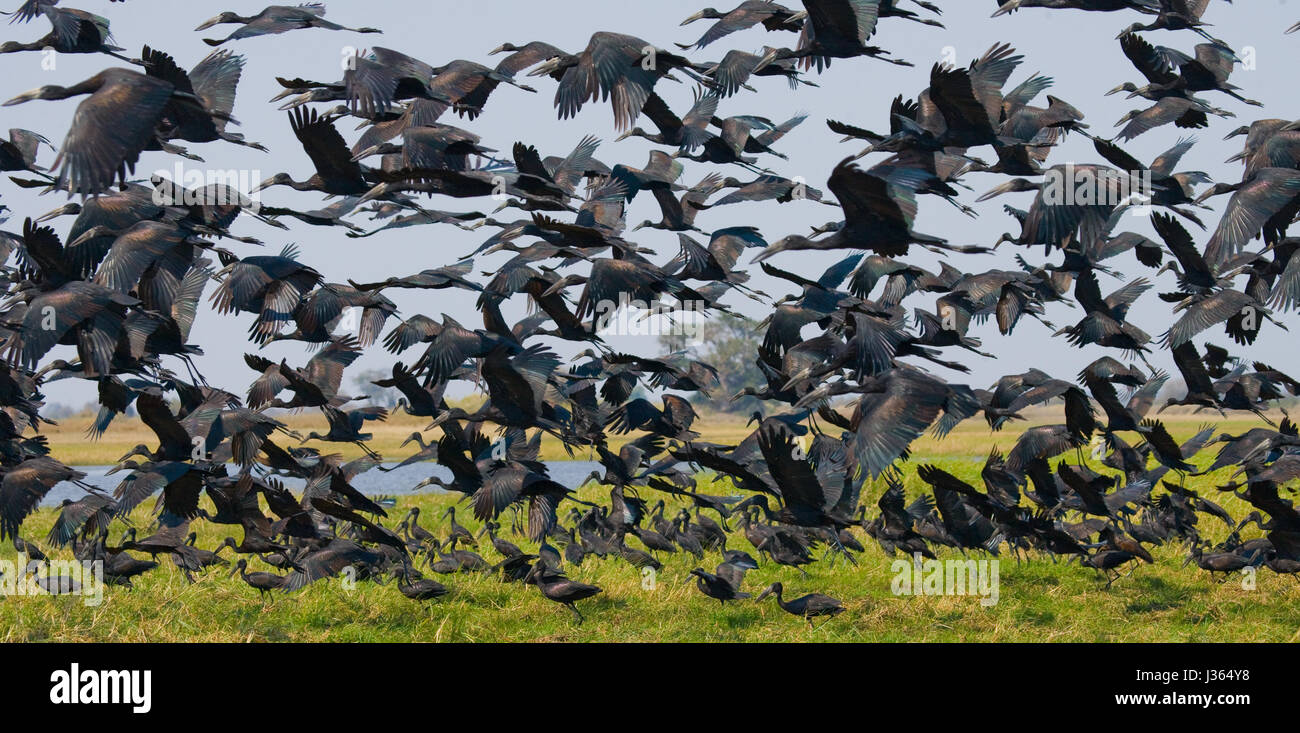 Huge flock of African Open-billed Storks in flight. Kafue National Park ...