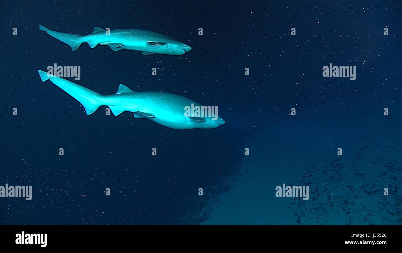 Bluntnose sixgill shark hi-res stock photography and images - Alamy