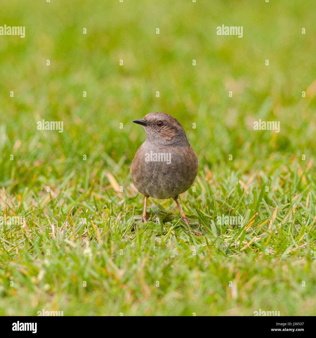 A Dunnock in a uk garden (Prunella modularis Stock Photo - Alamy