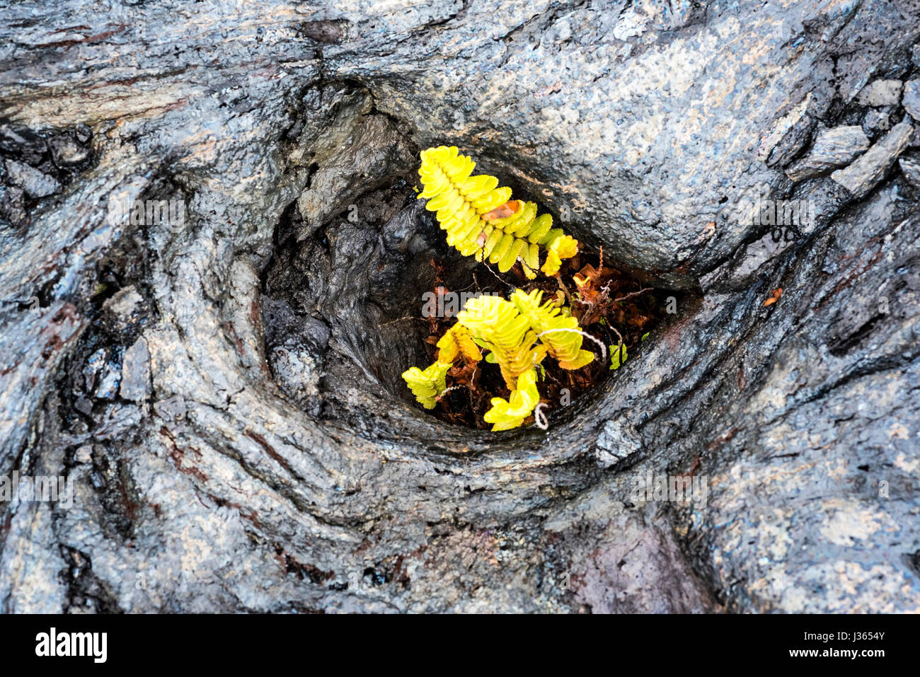 Lava burn a tree slowly keeping its trunk hole used by new plants ...