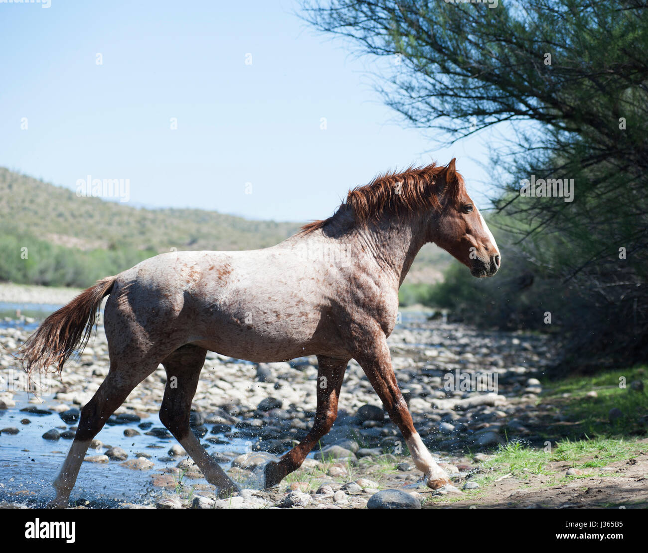 Salt River Wild Horses in Arizona Stock Photo - Alamy