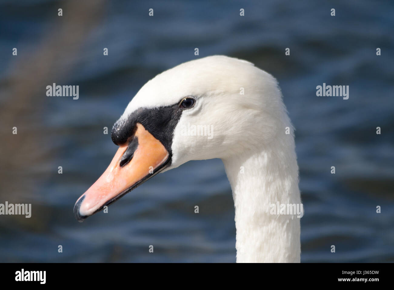 Whiate swan hi-res stock photography and images - Alamy