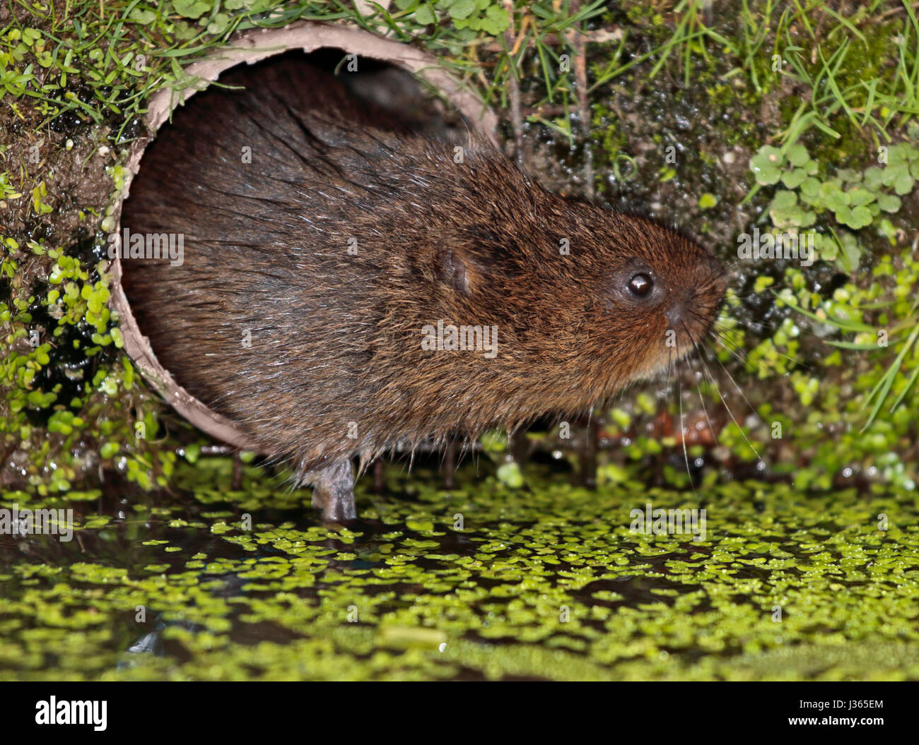 Voles water hi-res stock photography and images - Alamy