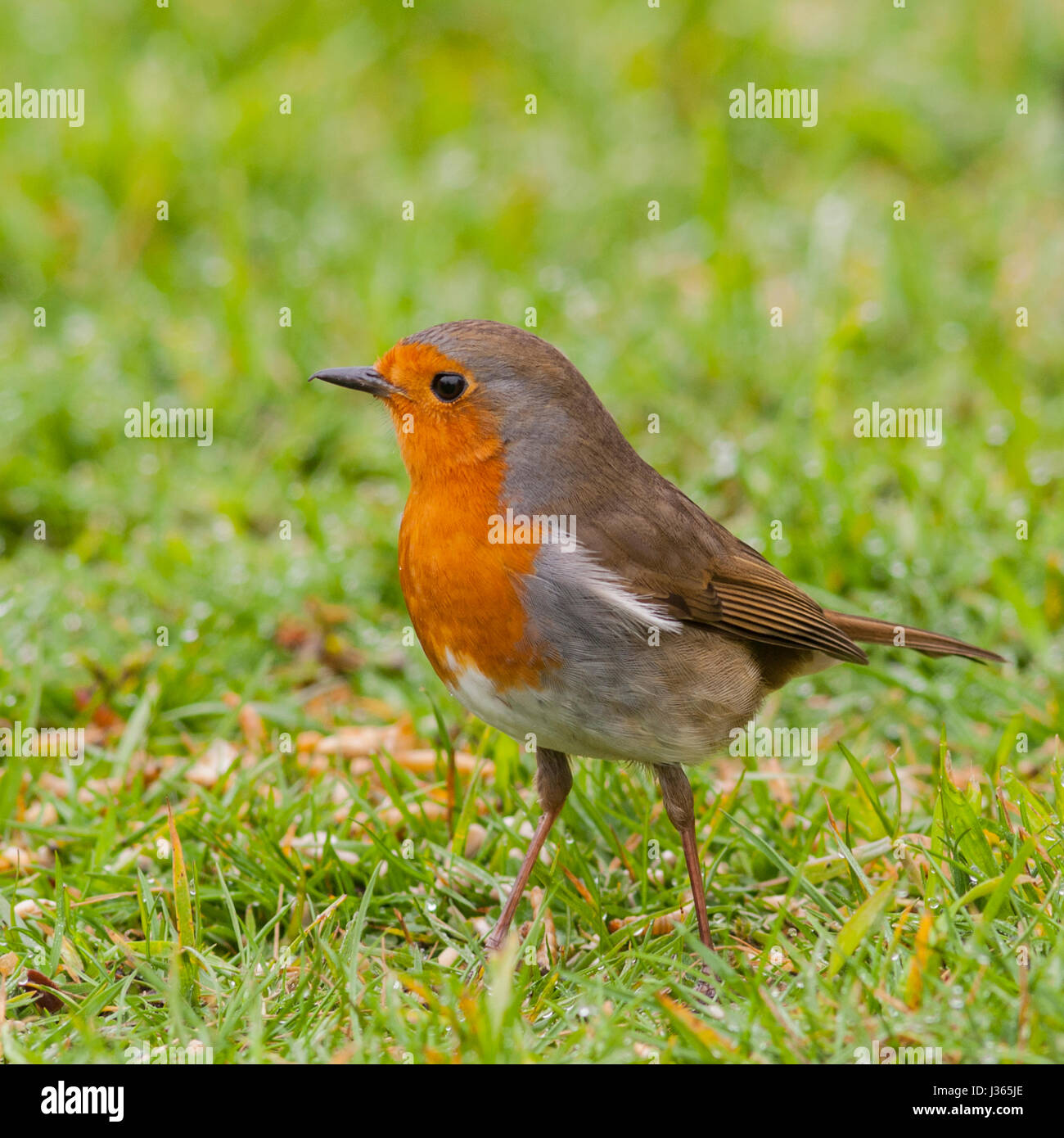 A Robin on the ground (Erithacus rubecula) in the uk Stock Photo - Alamy