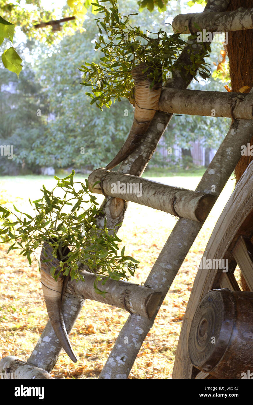 September, typical French buffet: wood ladder decorated with bunches of ...