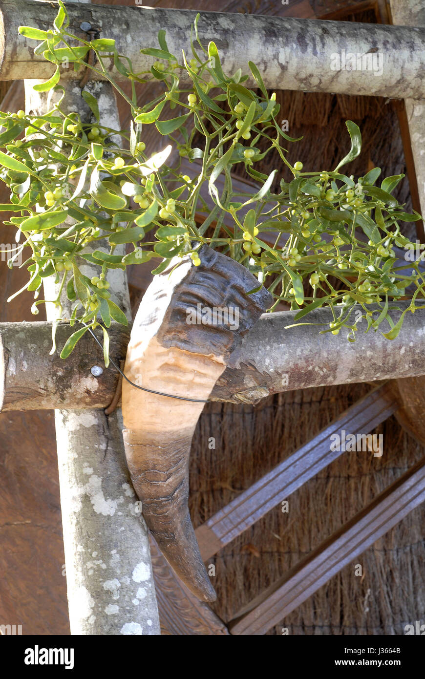 September, typical French buffet: wood ladder with bunches of mistletoe ...