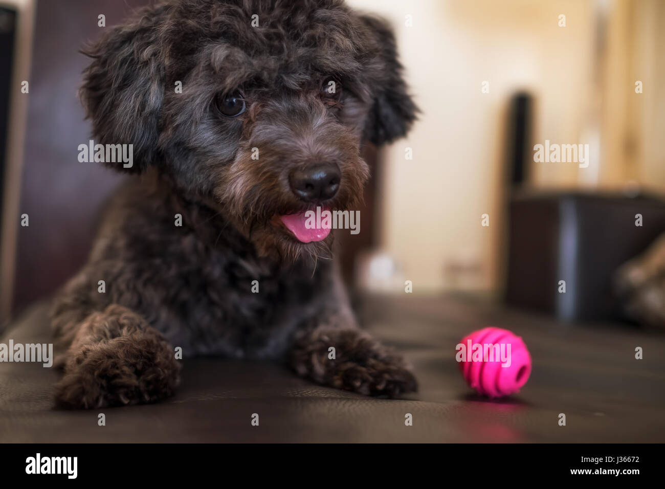 Adorable black poodle toy with pink ball Stock Photo - Alamy