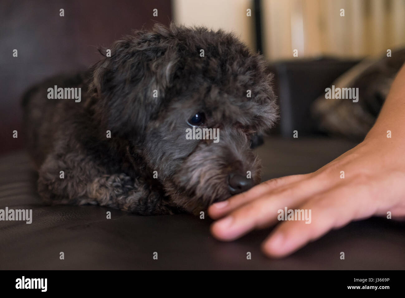 Adorable black poodle toy with human hand Stock Photo - Alamy