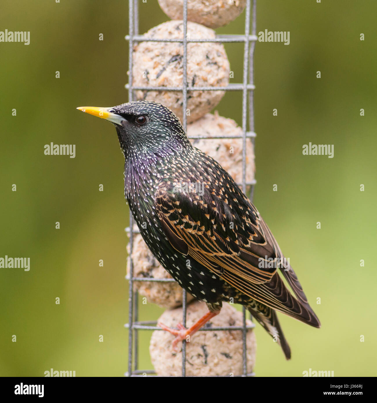 Wildlife starling hi-res stock photography and images - Alamy