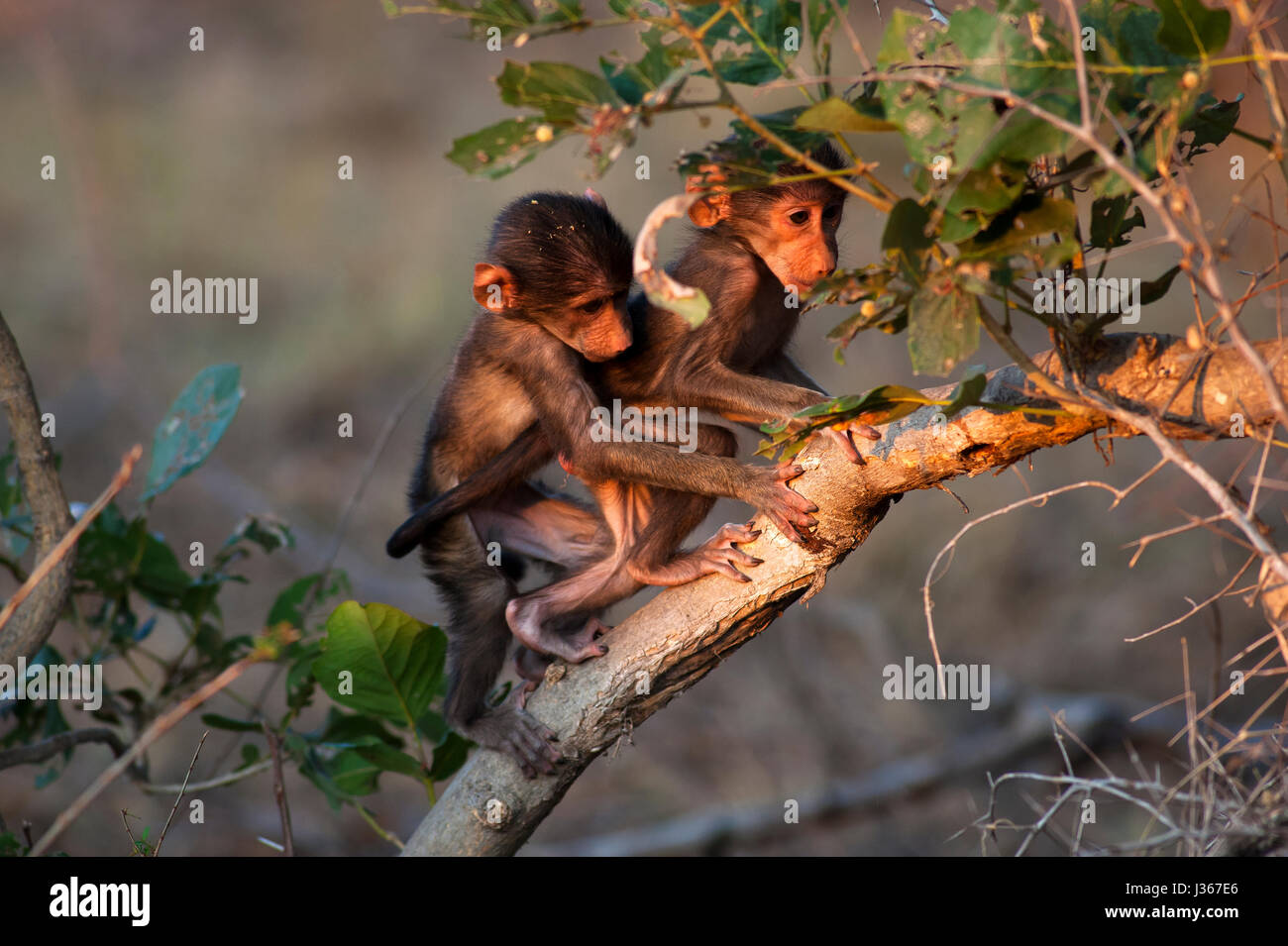 Baby baboon helping brother to climb a tree at Kruger National Park ...