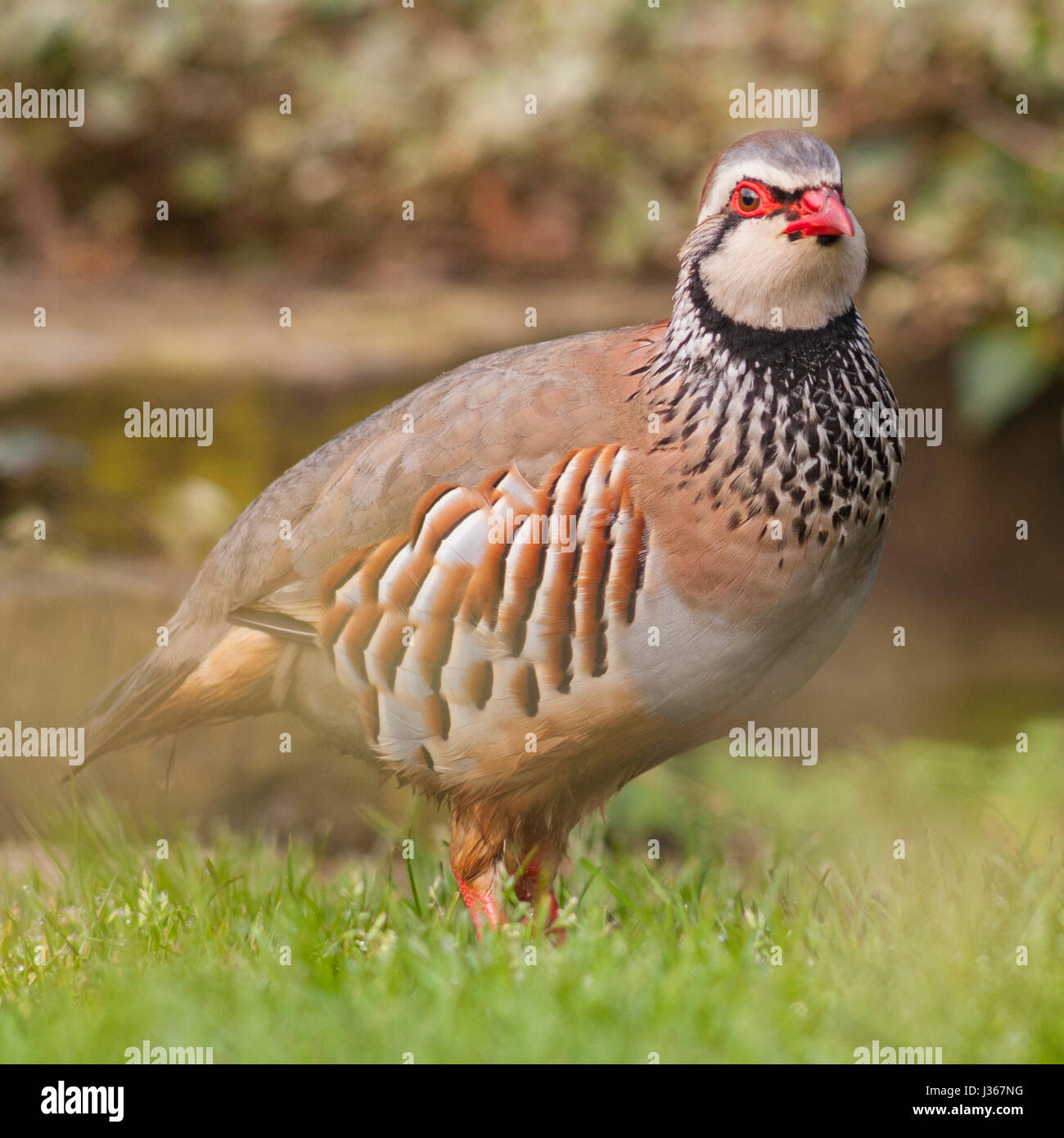 A Red-legged or French Partridge (Alectoris rufa) in the Uk Stock Photo ...