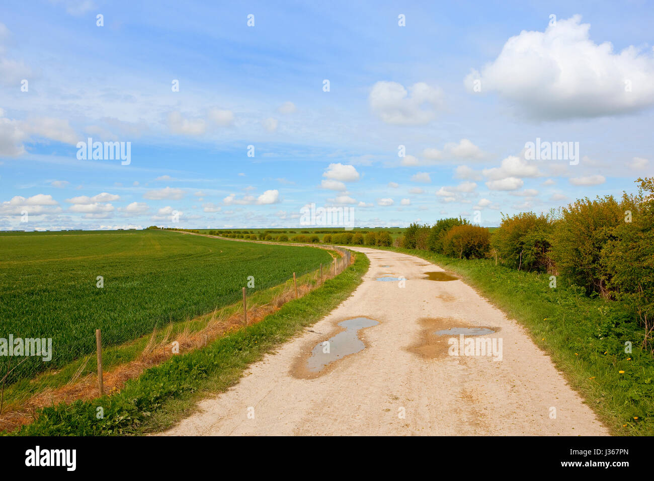 a limestone farm track with a wheat crop and hawtorn hedgerow in the ...