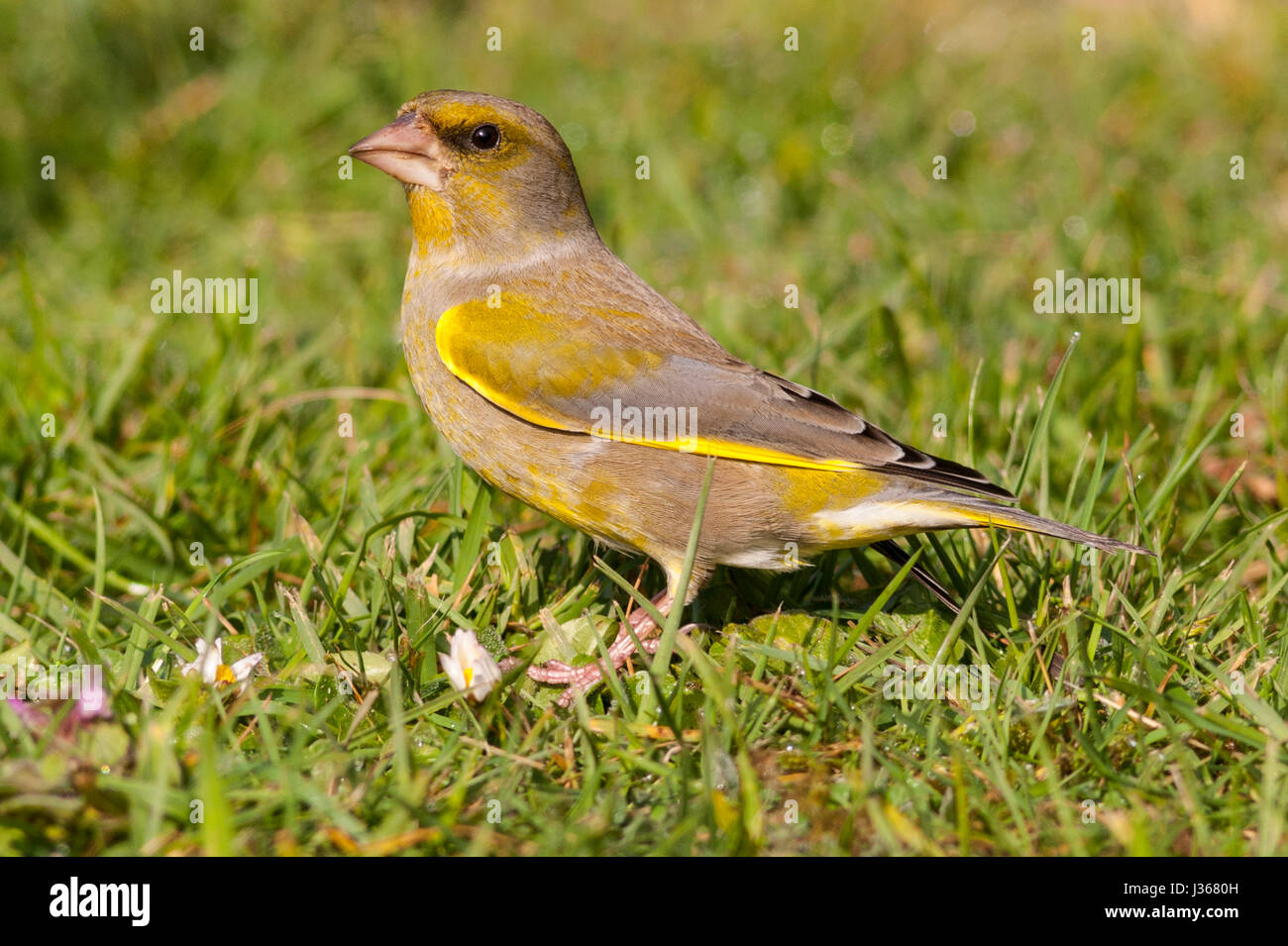 A male Greenfinch (Carduelis chloris) in the Uk Stock Photo - Alamy