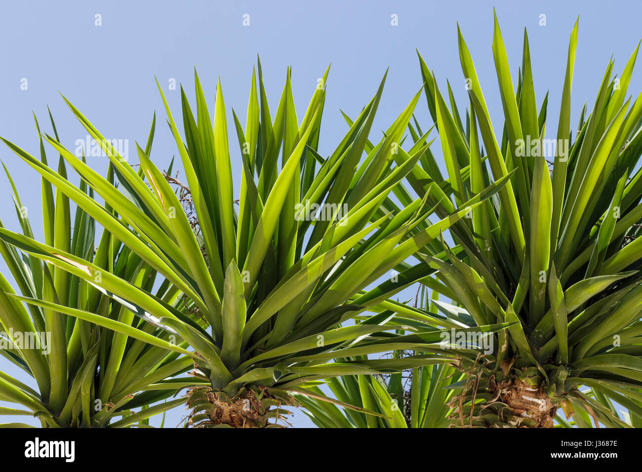 Spiky yucca plant hi-res stock photography and images - Alamy