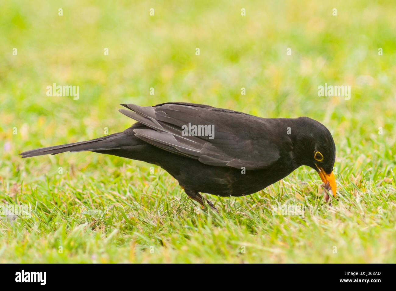 Male blackbirds uk worm hi-res stock photography and images - Alamy