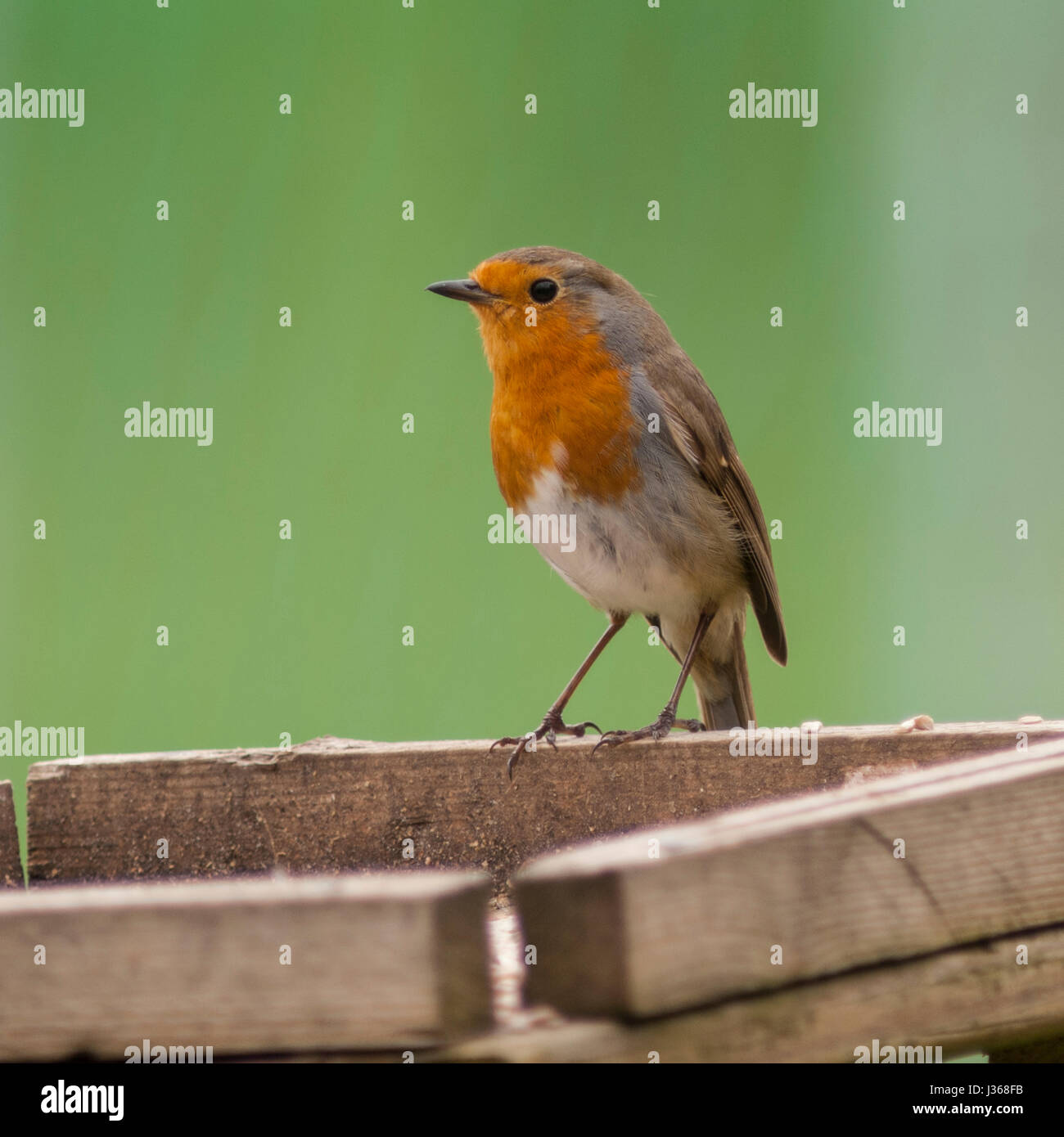 British garden birds table hi-res stock photography and images - Alamy