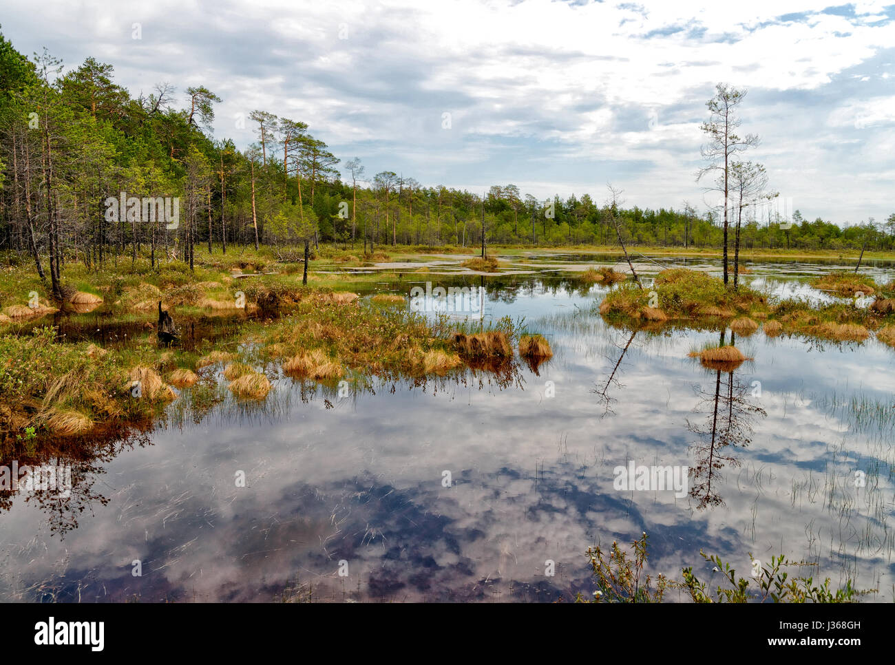 Swampy spruce forest hi-res stock photography and images - Alamy