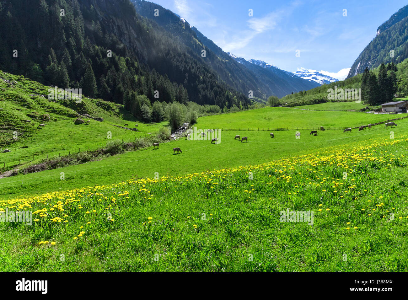 Austrian cows hi-res stock photography and images - Alamy