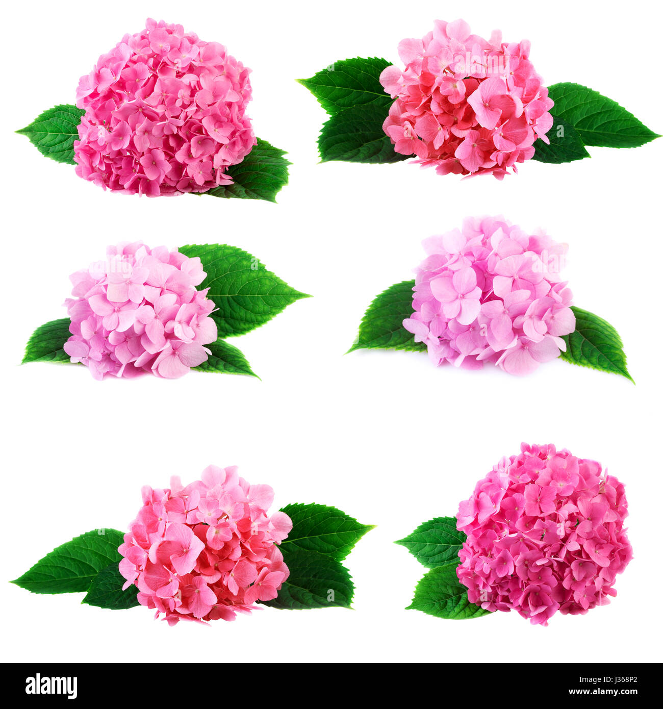 Hydrangea set hi-res stock photography and images - Alamy