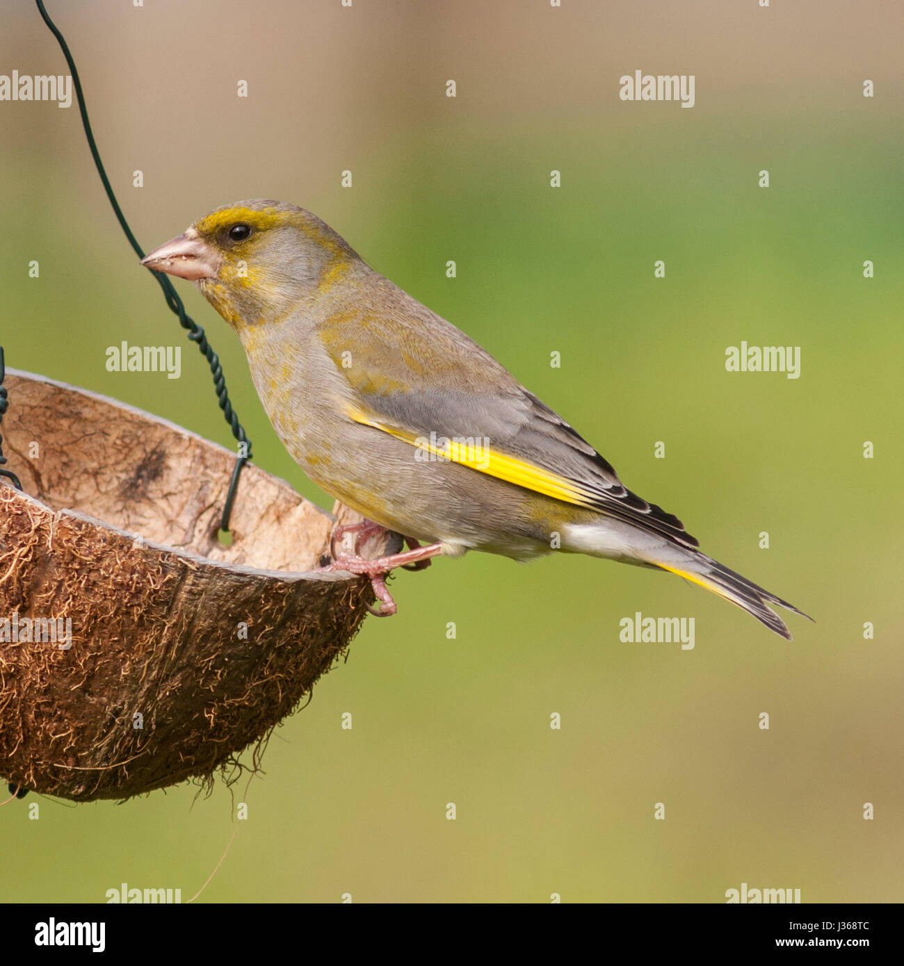 A male Greenfinch (Carduelis chloris) in the Uk Stock Photo - Alamy