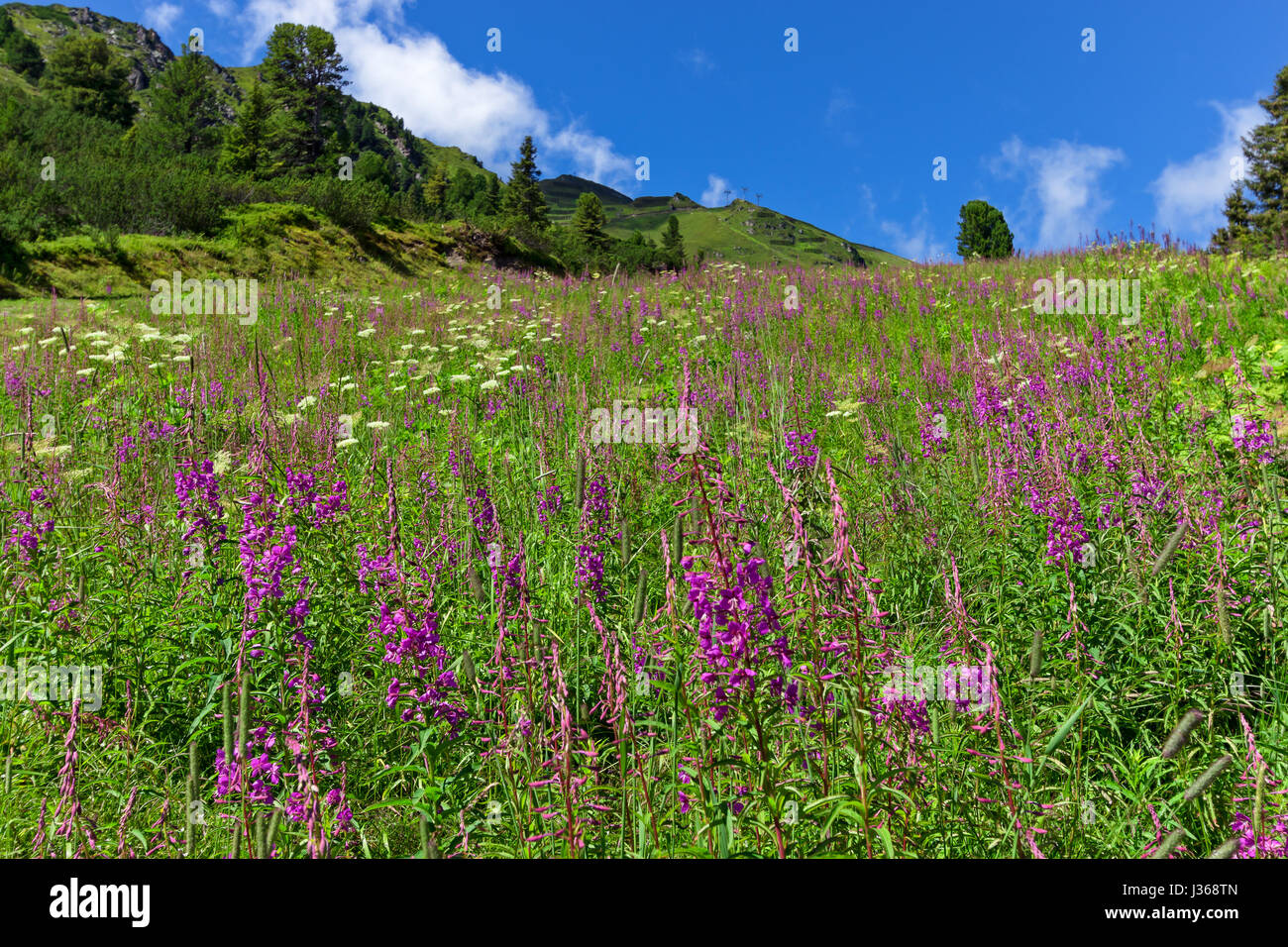 Austrian alps flower hi-res stock photography and images - Alamy