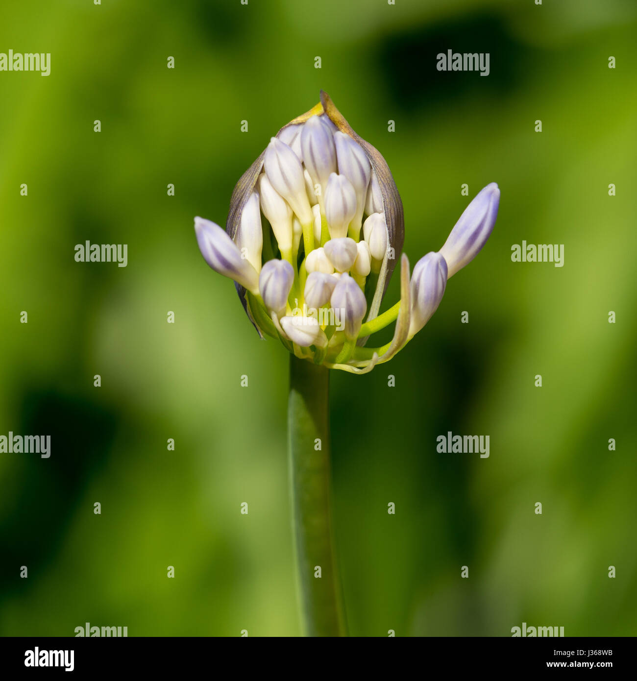 Blue lily flower blooming opening hi-res stock photography and images ...