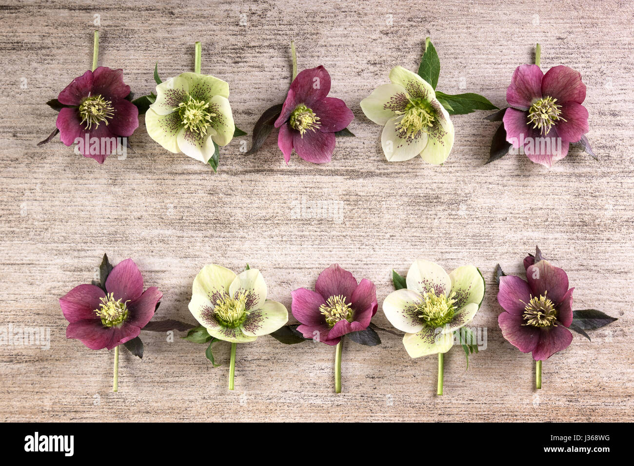Purple white spring flowers on light brown rustic background. Top view ...