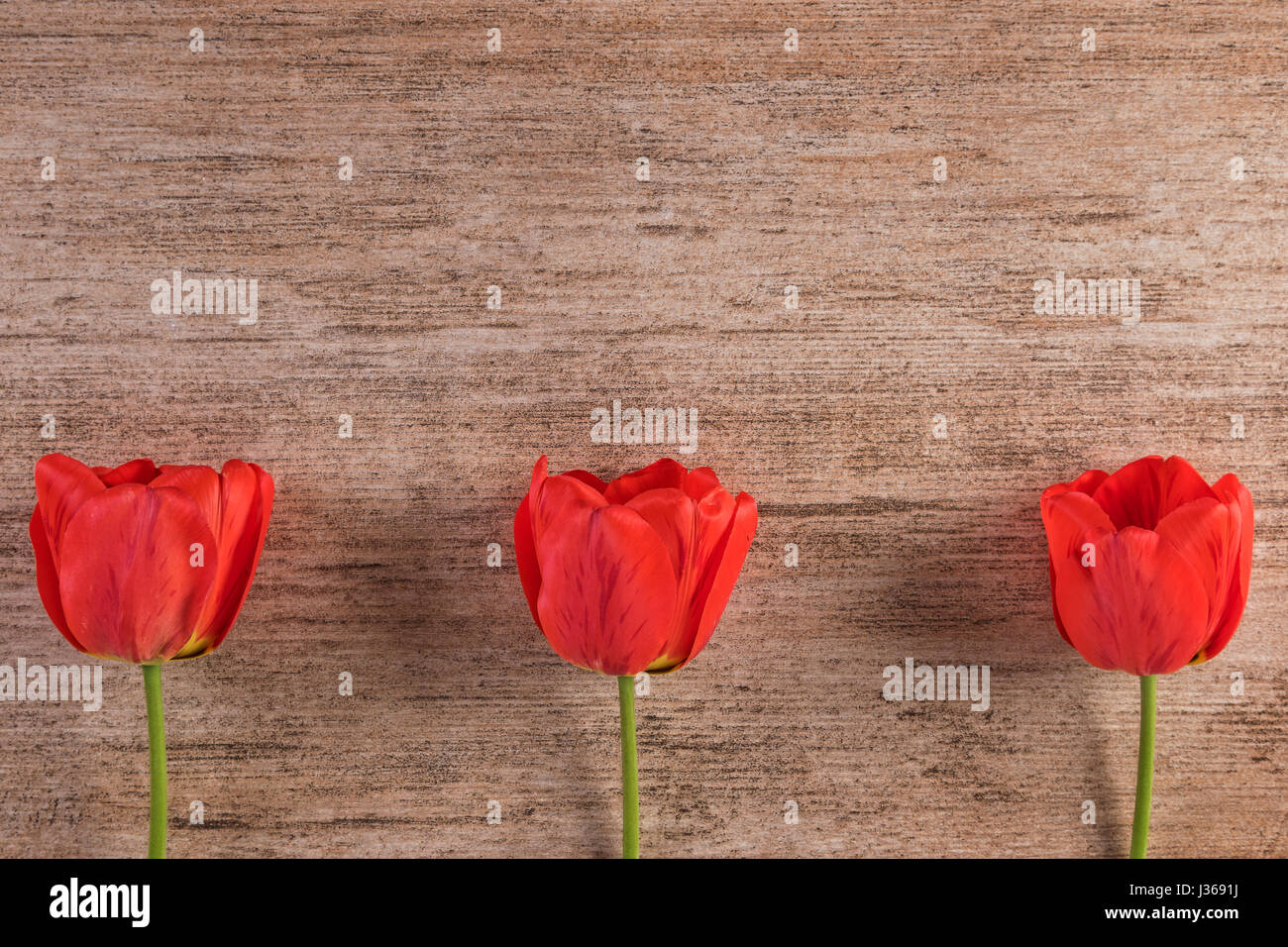 three red tulips Stock Photo - Alamy