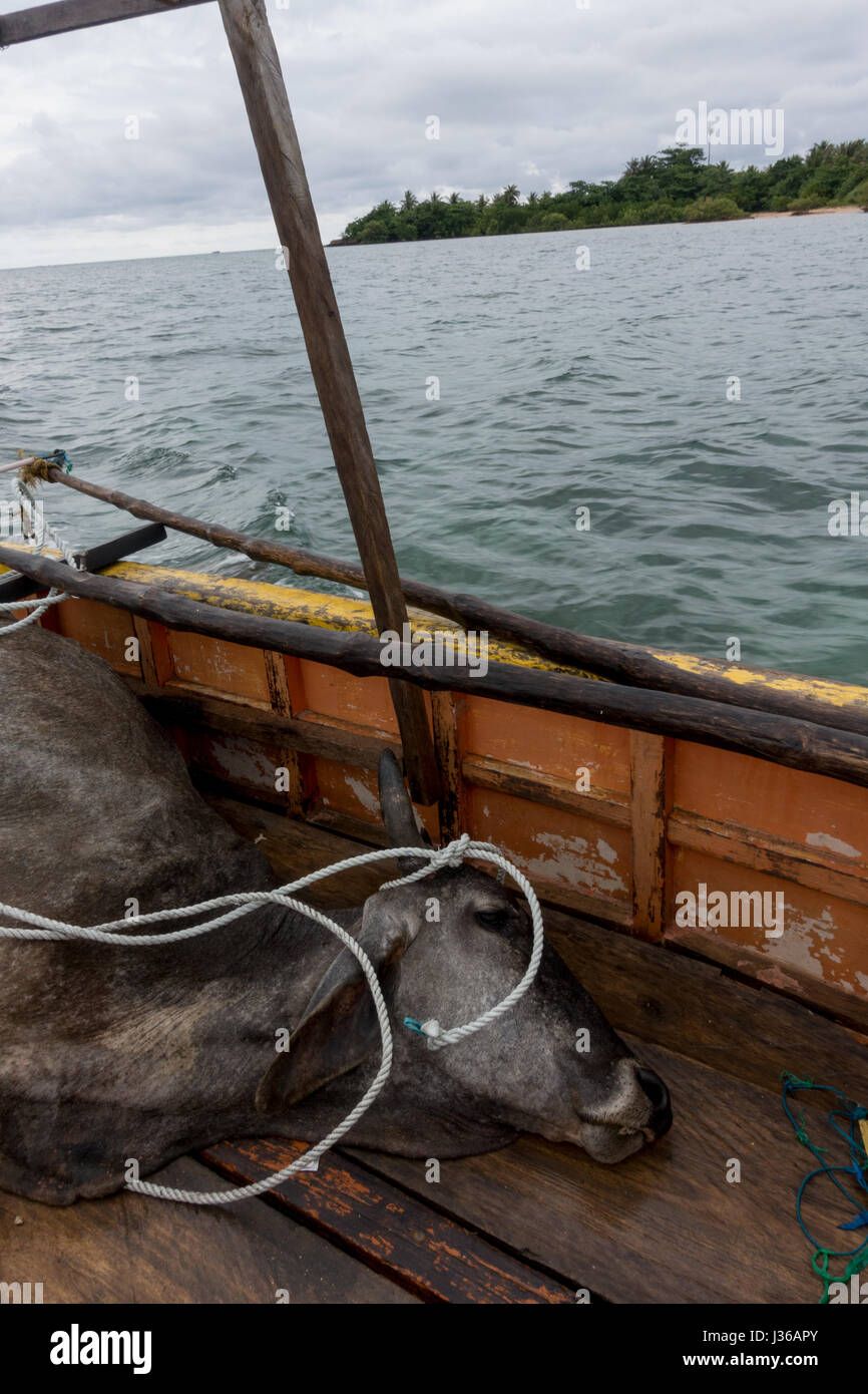 Pandanan Island, Philippines - April 30, 2017: A previously injure and ...