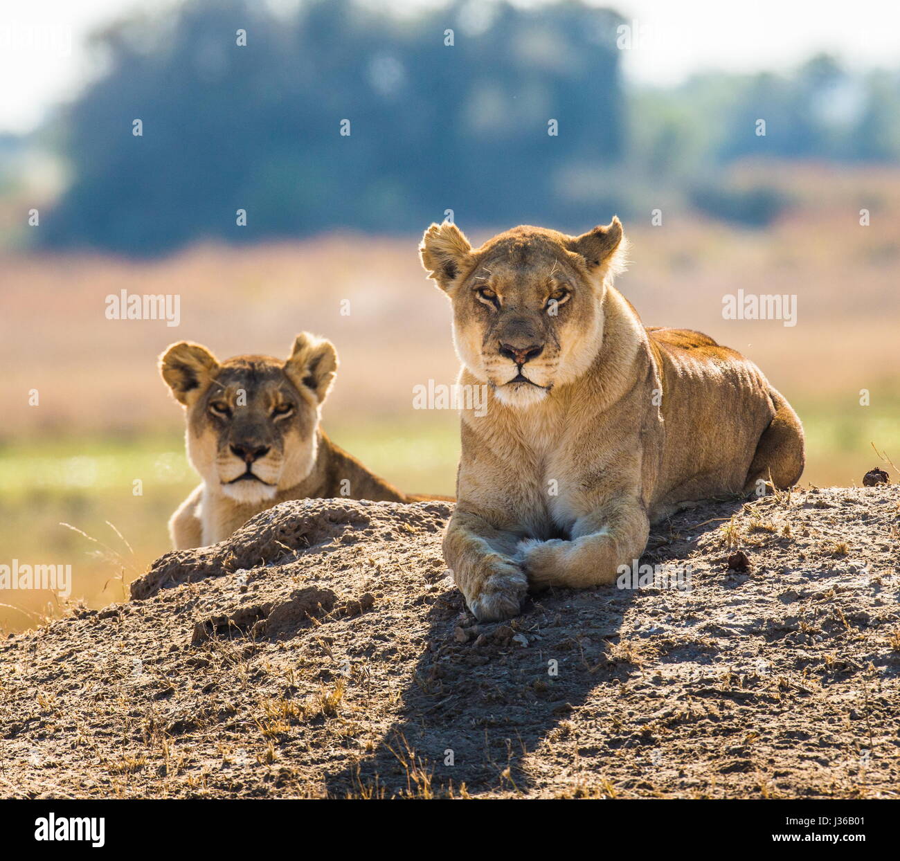 Two lionesses are lying on the hill. Okavango Delta Stock Photo - Alamy